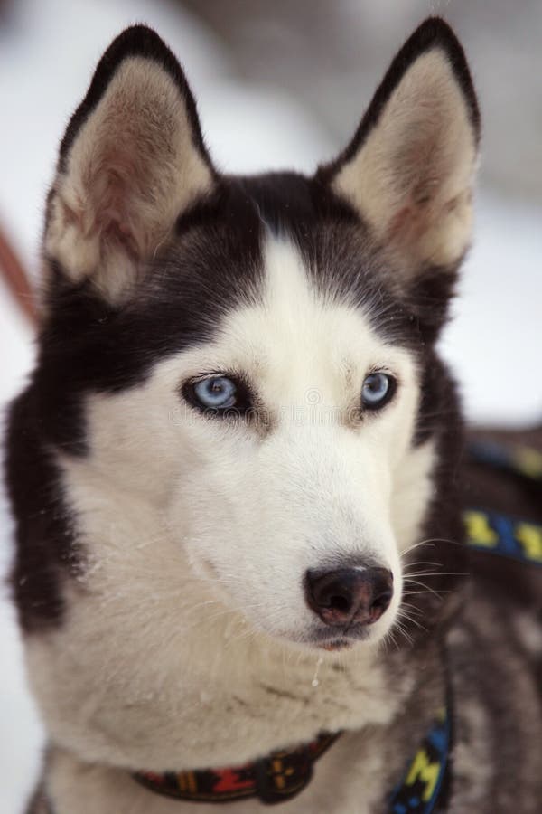 Draught dog stock photo. Image of snow, white, sport, winter - 1546648