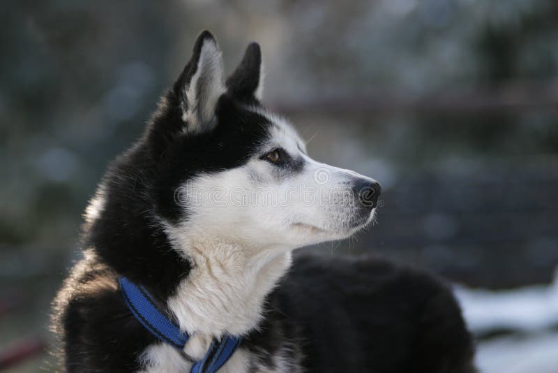 Draught dog stock image. Image of animal, portrait, dogs - 1546649