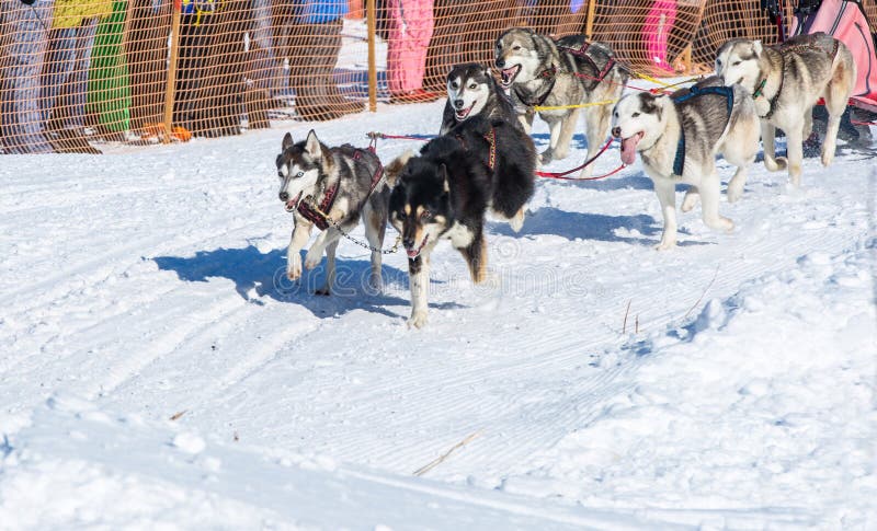 Draught dogs in the winter stock image. Image of people - 50882529