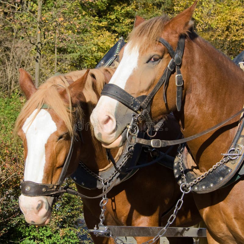 Draught horses stock photo. Image of animals, equine - 25263744