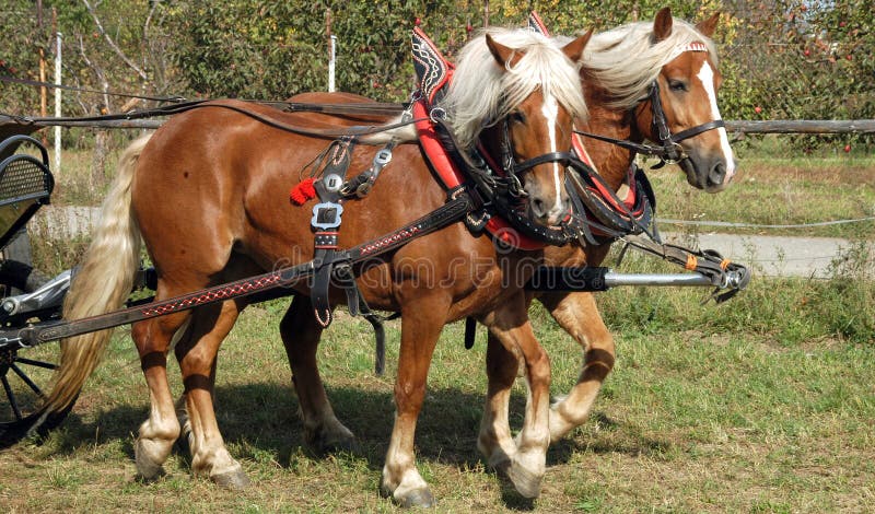Draught horses stock image. Image of power, rural, draught - 2670355