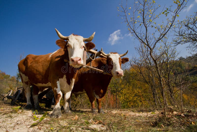 Portrait of a cow stock photo. Image of country, milk - 32254832