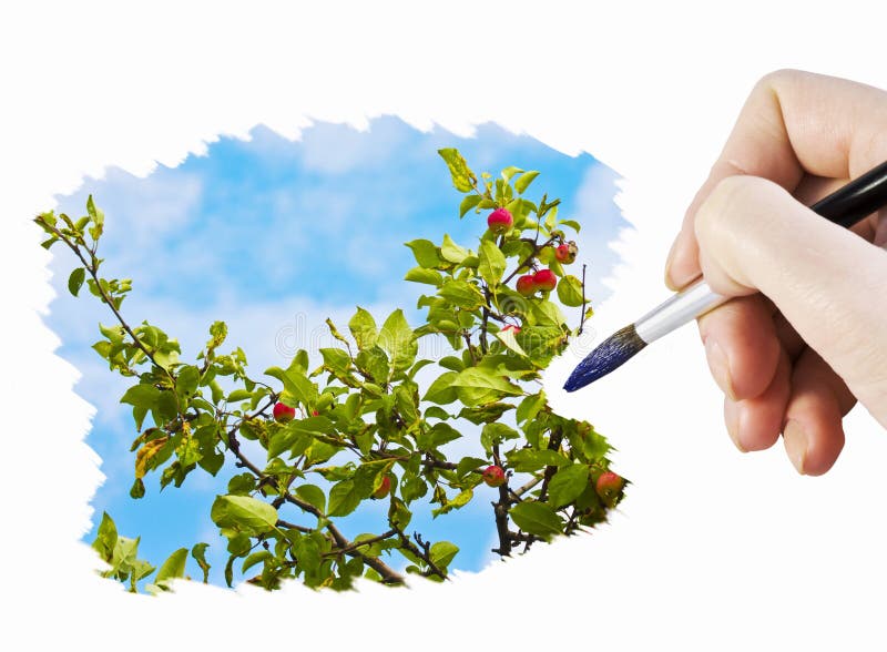 Draw an apple orchard stock photo. Image of healthy, drawing - 11636830