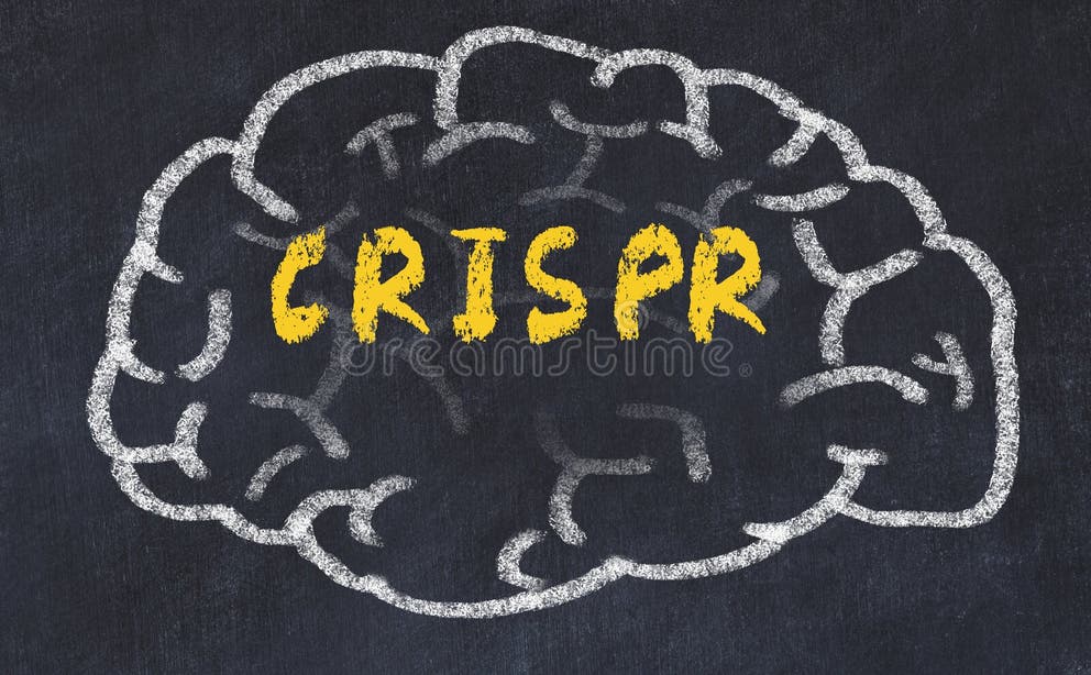 Drawind of Human Brain on Chalkboard with Inscription CRISPR Stock ...