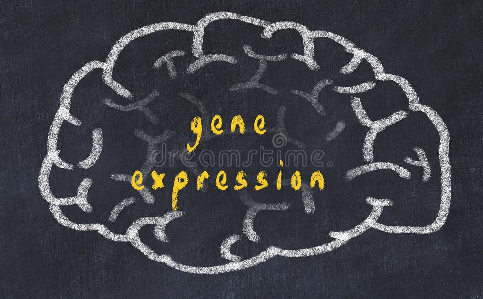 Drawind of Human Brain on Chalkboard with Inscription Gene Expression ...