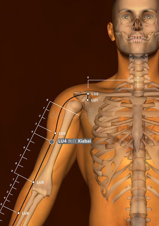 Drawing Acupuncture Point LU4 Xiabai, 3D Illustration Stock ...
