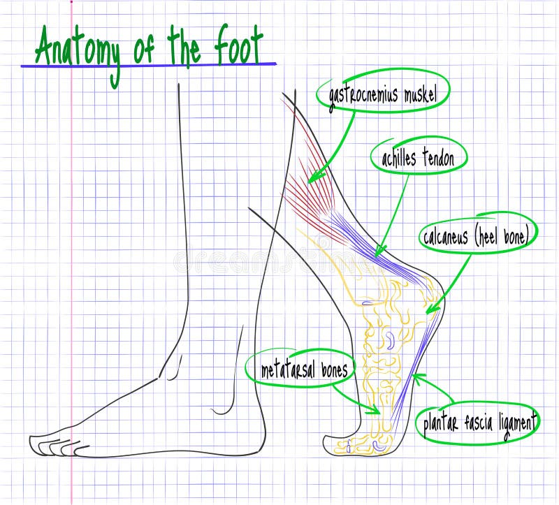 Drawing of the Anatomy of the Human Foot Side Stock Vector ...