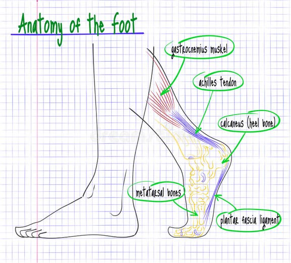 Heel Anatomy Stock Illustrations – 2,302 Heel Anatomy Stock ...