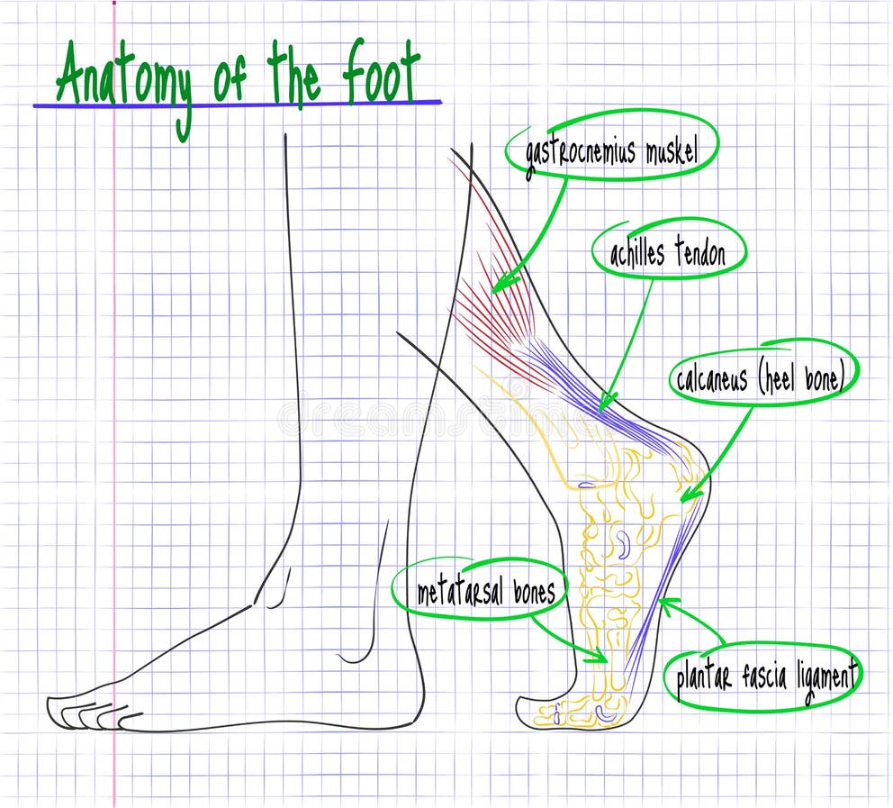Heel Anatomy Stock Illustrations – 1,922 Heel Anatomy Stock ...
