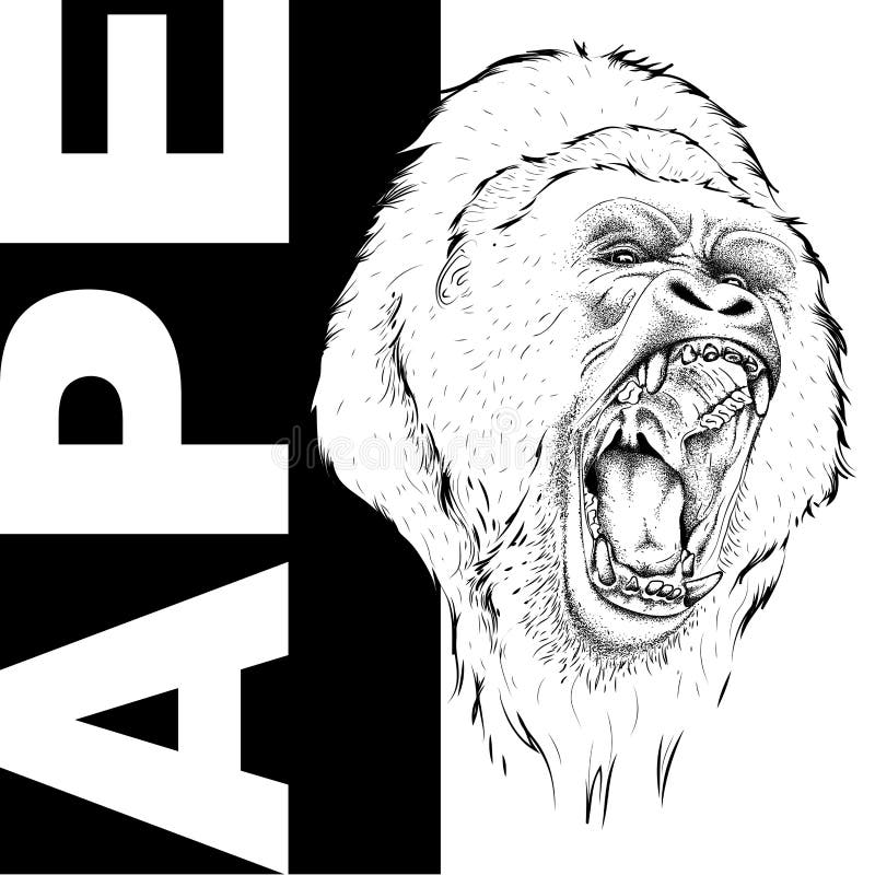 Drawing of a Ape`s Head. Leader of a Pack of Gorillas. Aggressive ...
