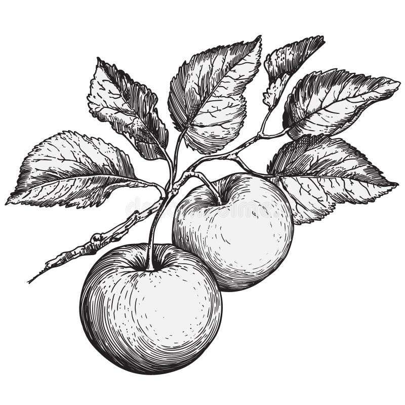 Drawing of an Apple in Engraving Style Stock Vector - Illustration of ...