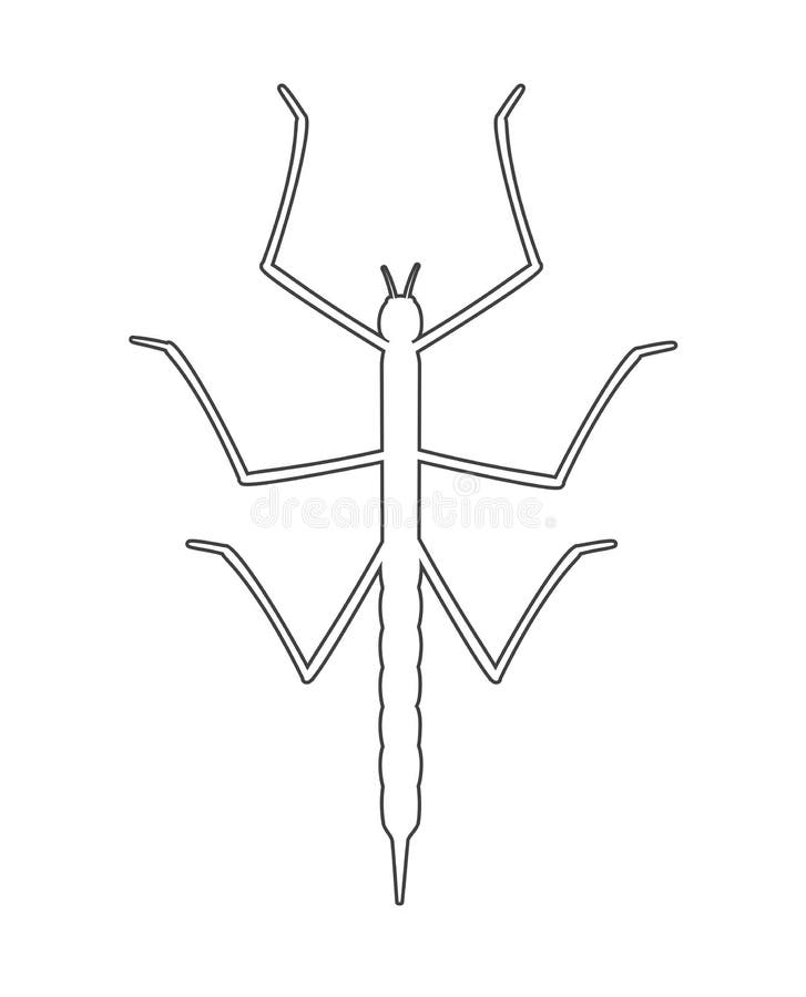 Drawing Art of Stick Insect Stock Vector - Illustration of drawing ...