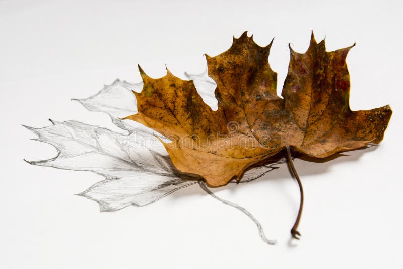 Drawing of Autumn Dry Leaf on Paper Stock Image - Image of drawing ...