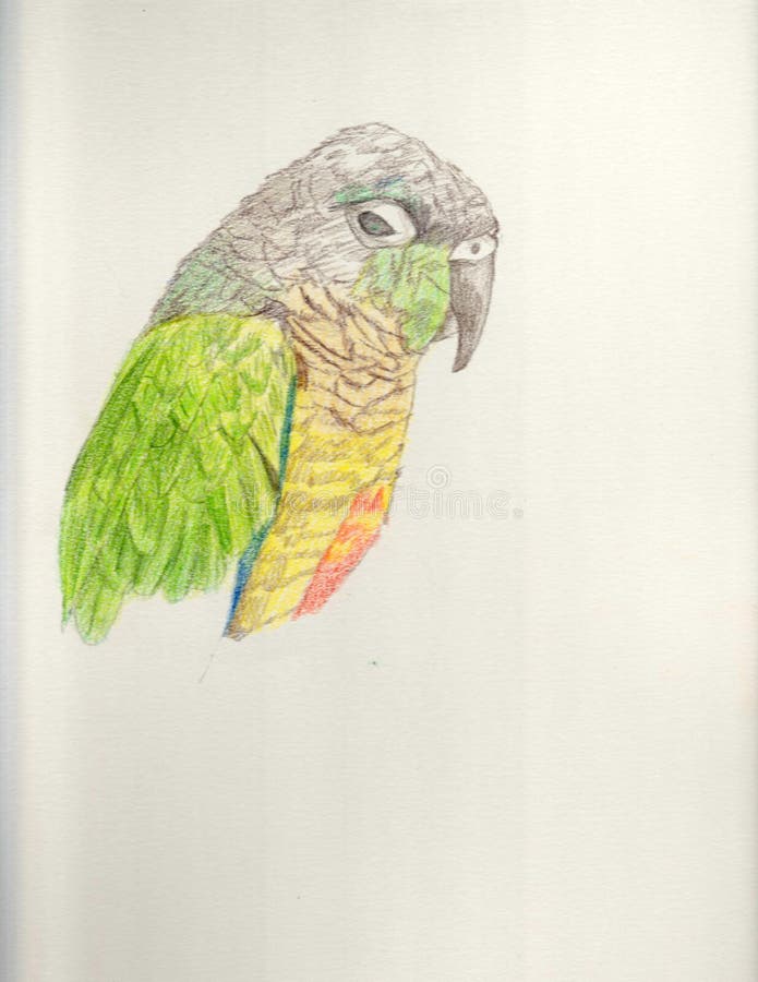 A beautifull Parrot stock illustration. Illustration of sitting - 103205169