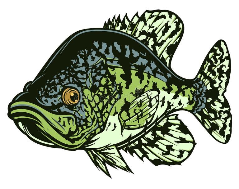 Crappie Stock Illustrations – 332 Crappie Stock Illustrations, Vectors ...