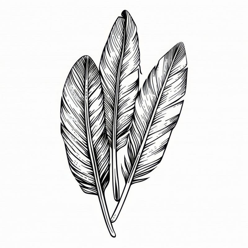 Drawing in Black Ink of Delicate Feathers with Texture Brush and Paint ...