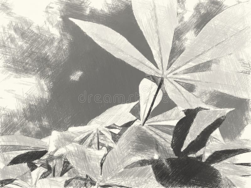 Cassava Drawing Stock Illustrations – 433 Cassava Drawing Stock ...