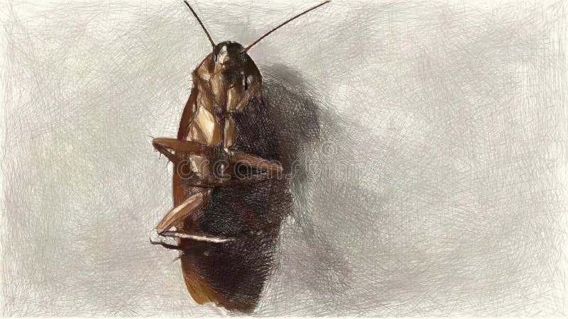 Drawing Black and White of Cockroach Stock Footage - Video of ...