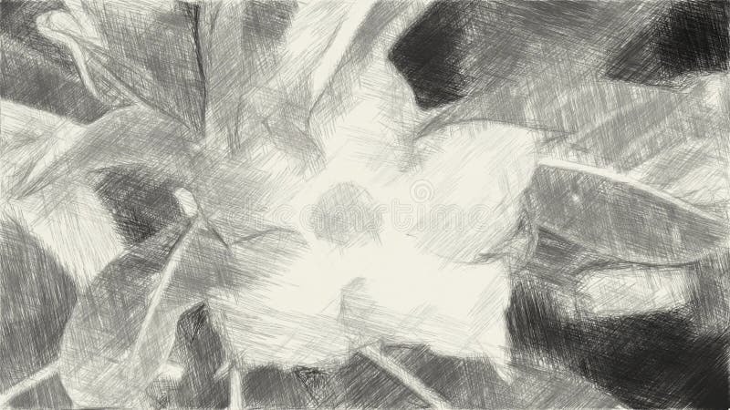 Drawing Black and White of Impala Lily Flower Stock Footage - Video of ...