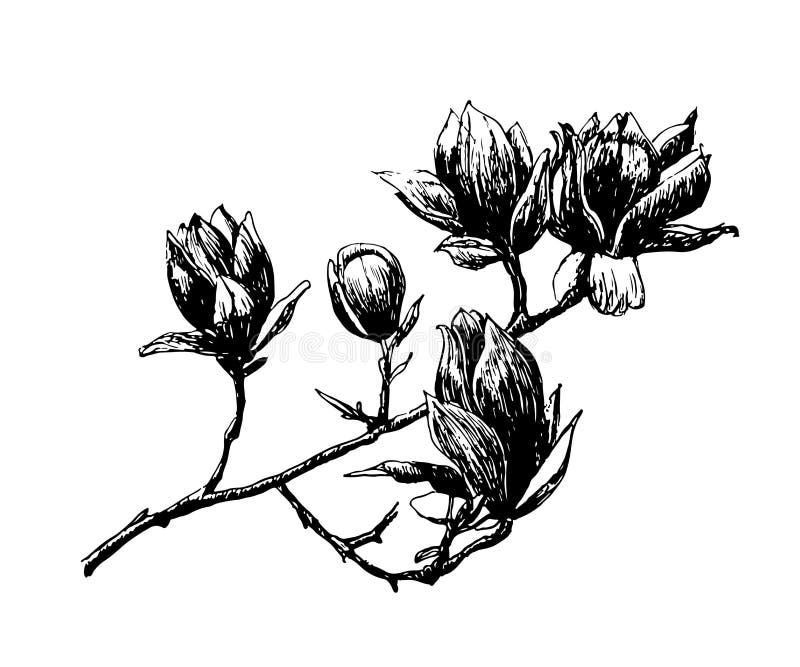 Drawing Blooming Magnolia Branch Spring, Hand-drawn Illustration Stock ...