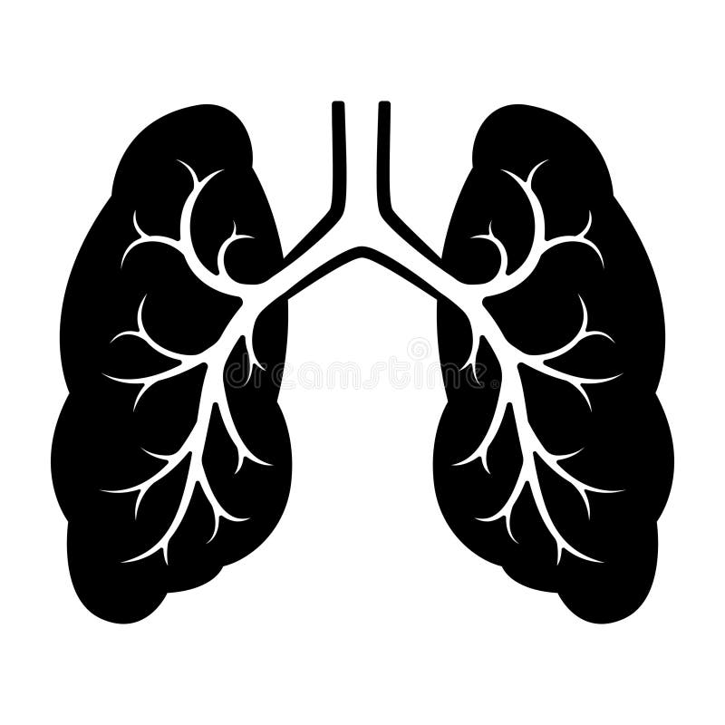 Drawing of Both Lungs and Trachea Stock Illustration - Illustration of ...