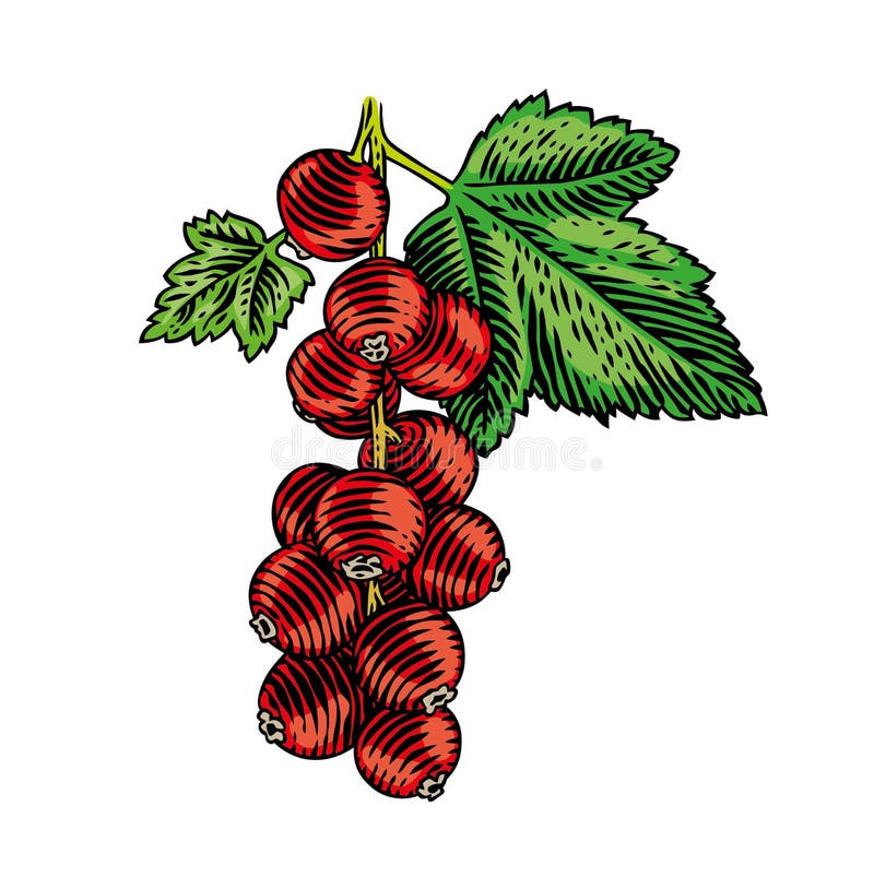 Drawing of red currant stock illustration. Illustration of isolated ...