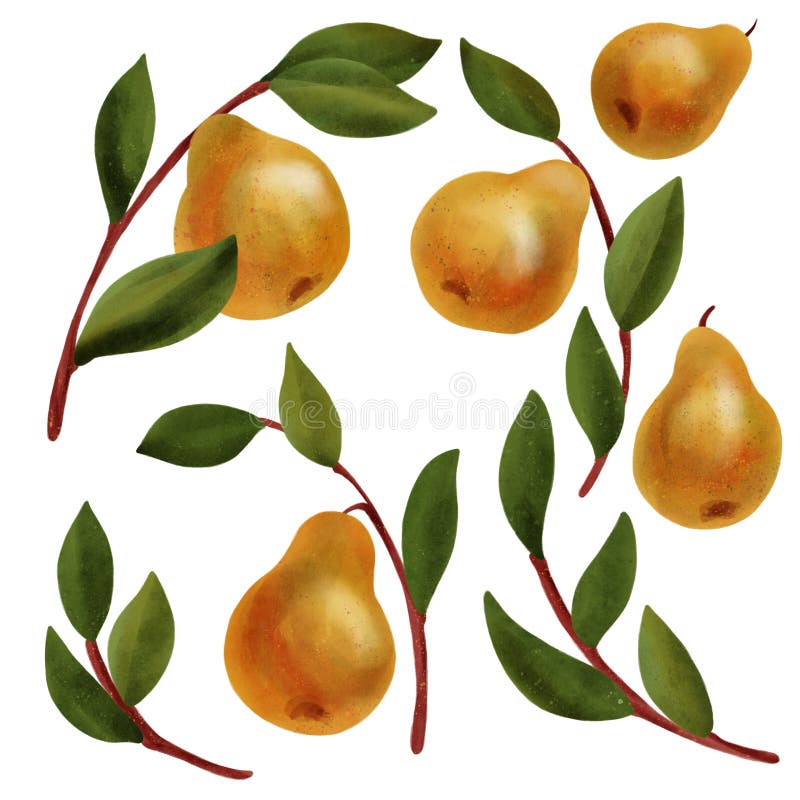 Drawing Branches of Pear Tree with Fruits and Leaves Stock Illustration ...