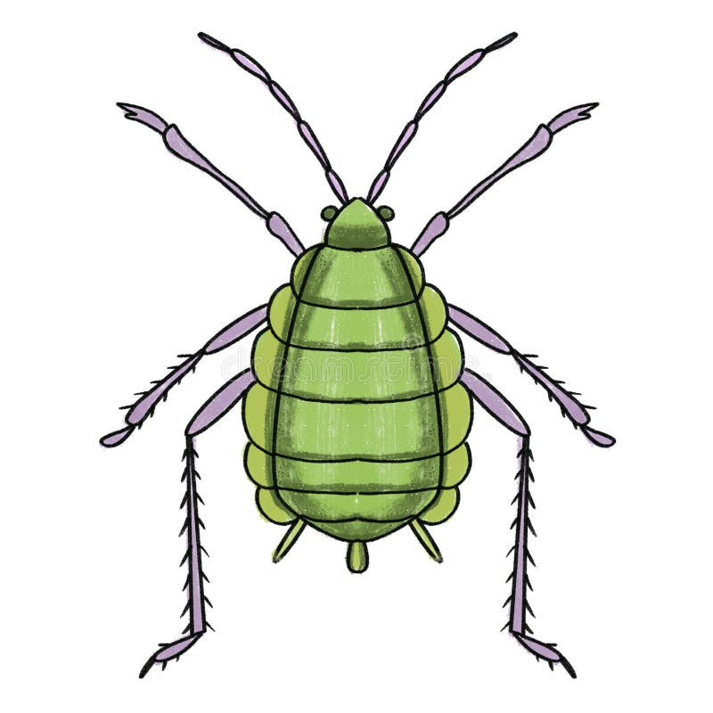 Aphid Illustration Stock Illustrations – 408 Aphid Illustration Stock ...
