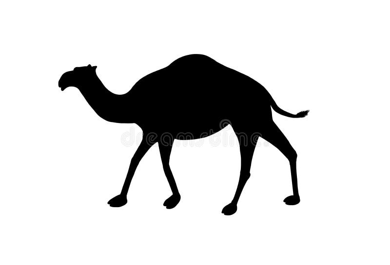 Drawing of a Camel Isolated on a White Background Stock Illustration ...