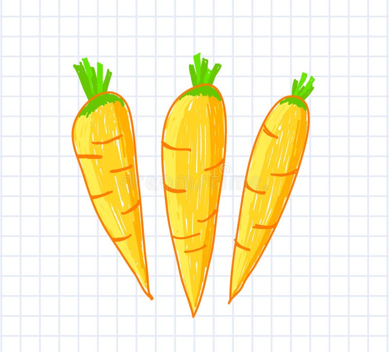 Drawing of carrots stock vector. Illustration of freshness - 23455311