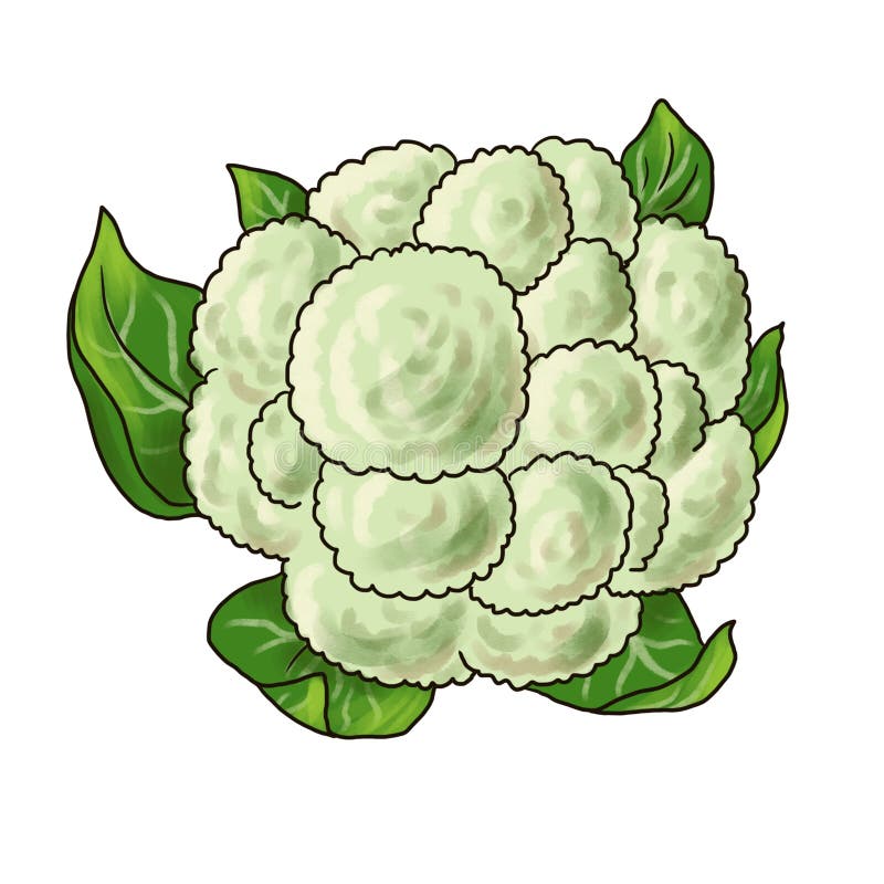 Drawing of Cauliflower. Image of Vegetables in the Sketch Style in a ...