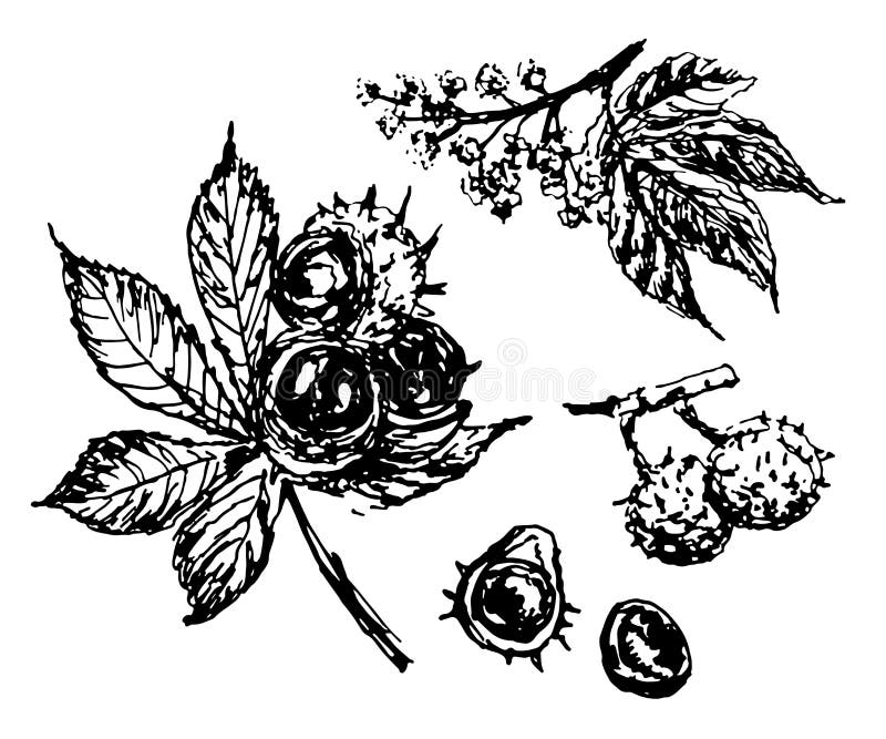 Drawing Chestnut-tree Branch Sketch, Hand-drawn Illustration Stock ...