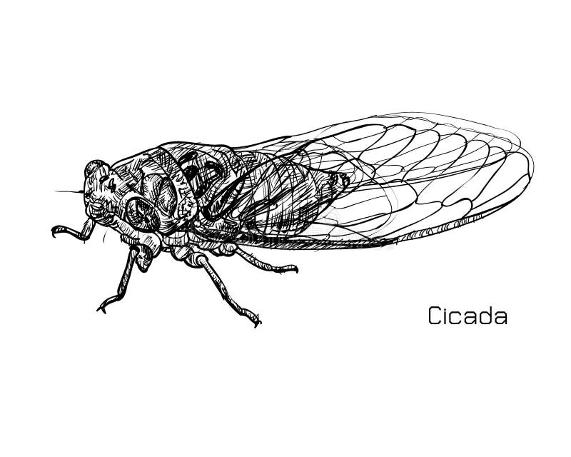 Drawing of cicada stock vector. Illustration of wildlife - 45264121
