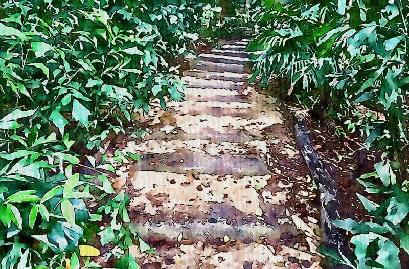 Drawing Color of Way in Forest Stock Illustration - Illustration of ...