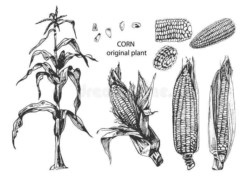 Corn Original Plant, Elements for Packaging, Labels, Production Stock ...