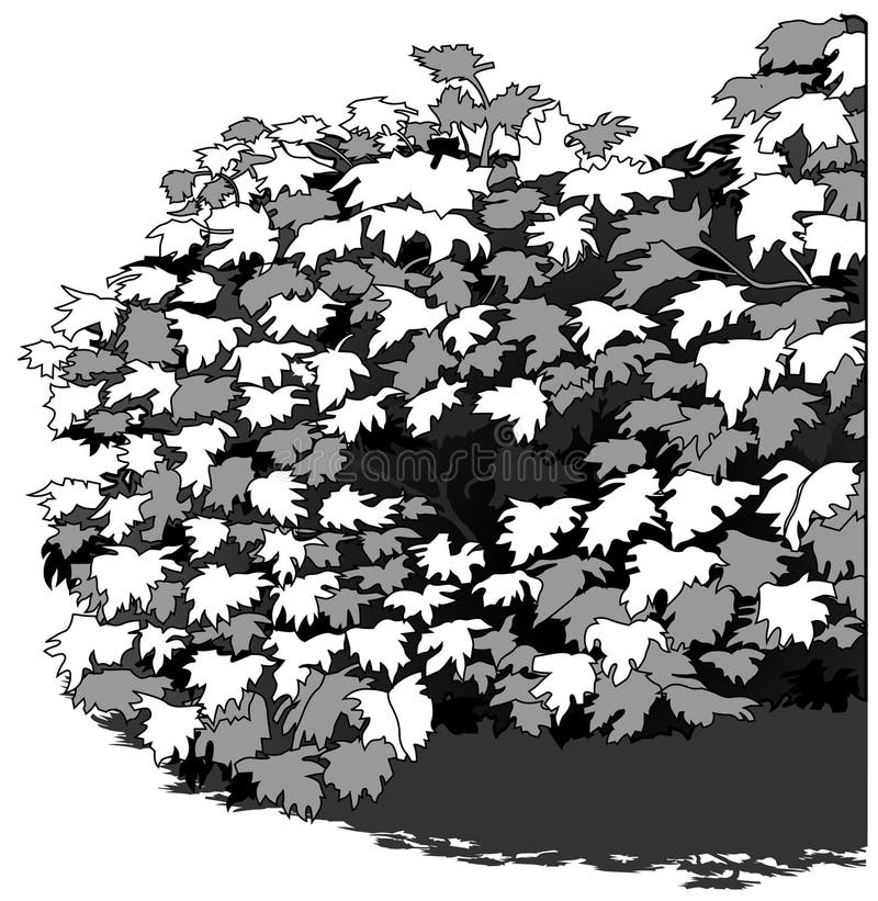 Drawing of a Dense Deciduous Shrub Stock Vector - Illustration of ...