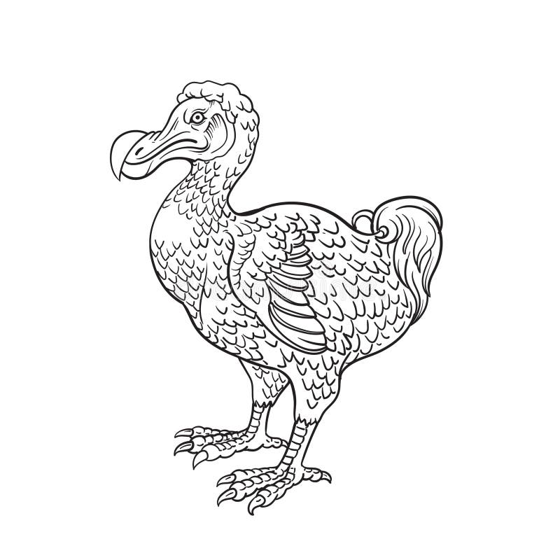 Drawing of Dodo Dront - Hand Sketch Stock Illustration - Illustration ...