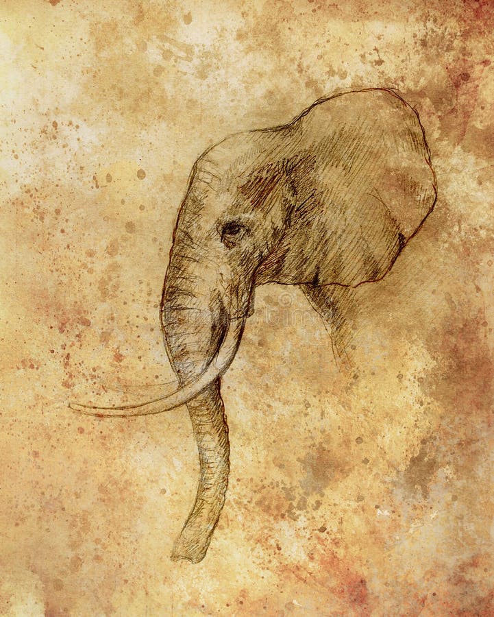 Elephant Profile Drawing