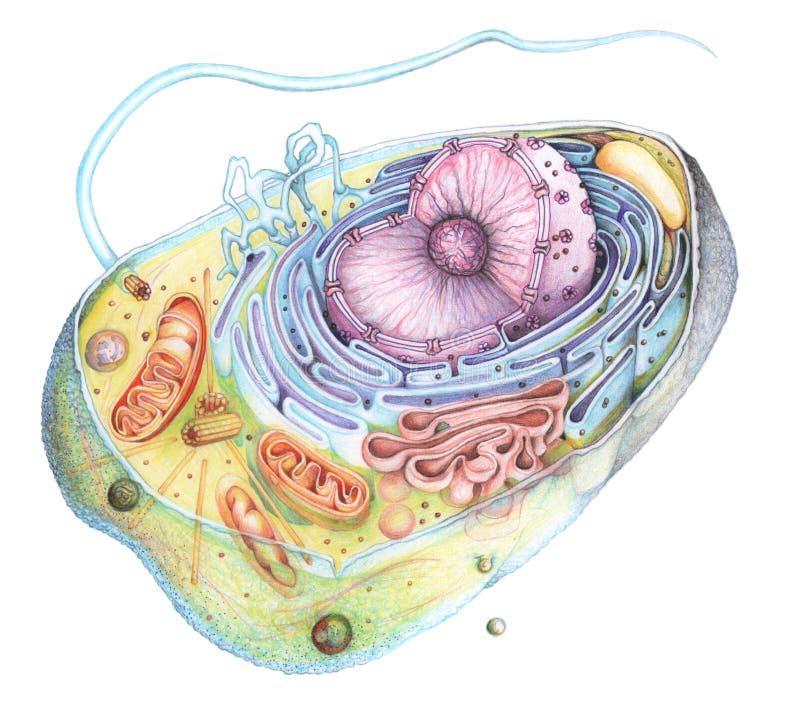 Eukaryote Cell Section Drawing Stock Illustration - Illustration of ...