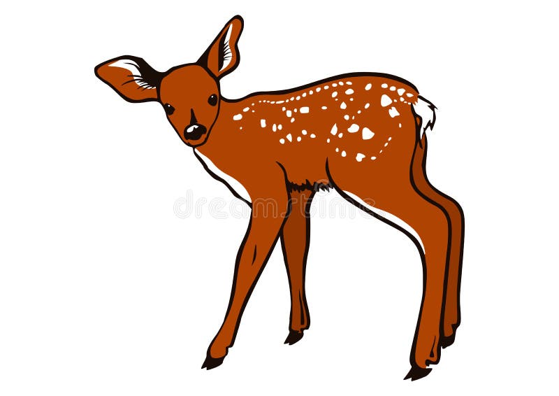 Drawing of Fawn Head with White Background Stock Illustration ...