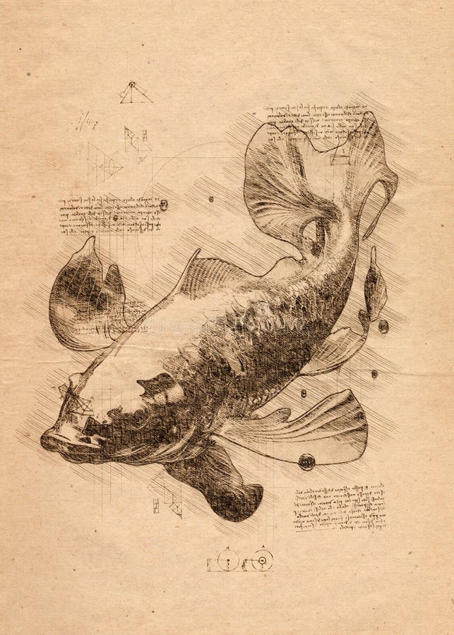 Drawing of a Fish in Sketch Style Stock Image - Image of fish, pencil ...