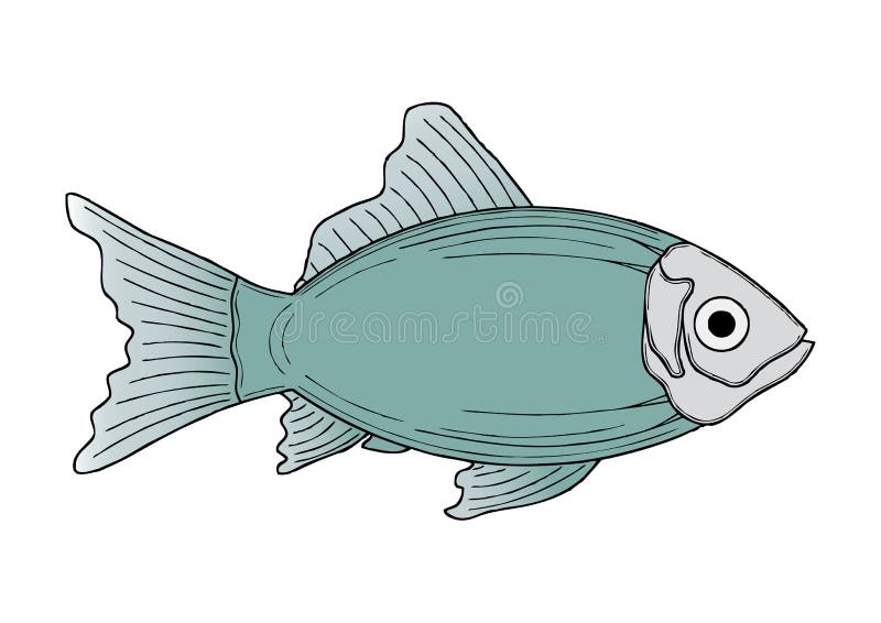 Drawing of Fish with White Background Stock Illustration - Illustration ...