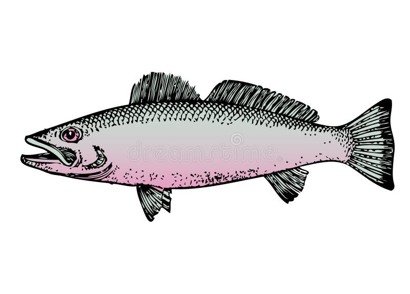 Drawing of Fish Top View with White Background Stock Illustration ...