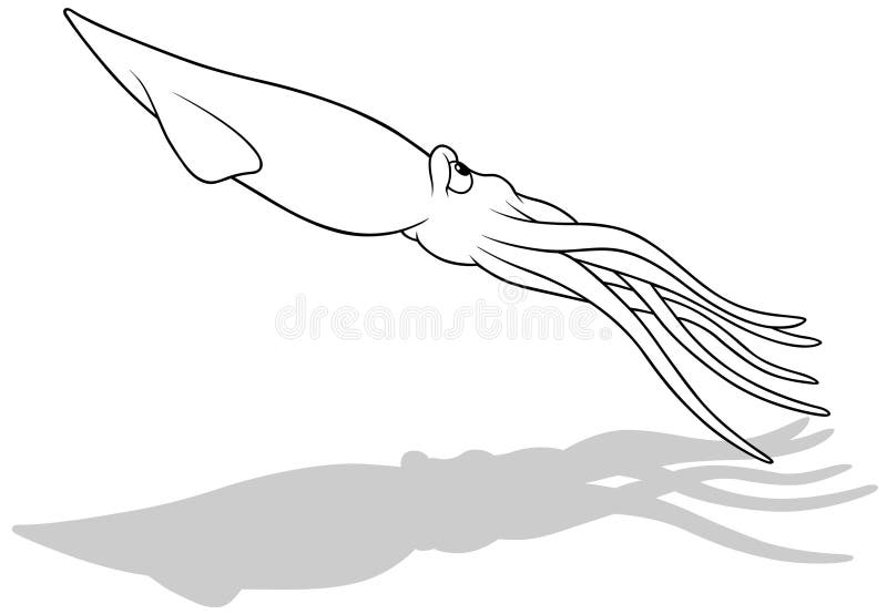 Drawing of a Floating Squid from the Side View Stock Vector ...