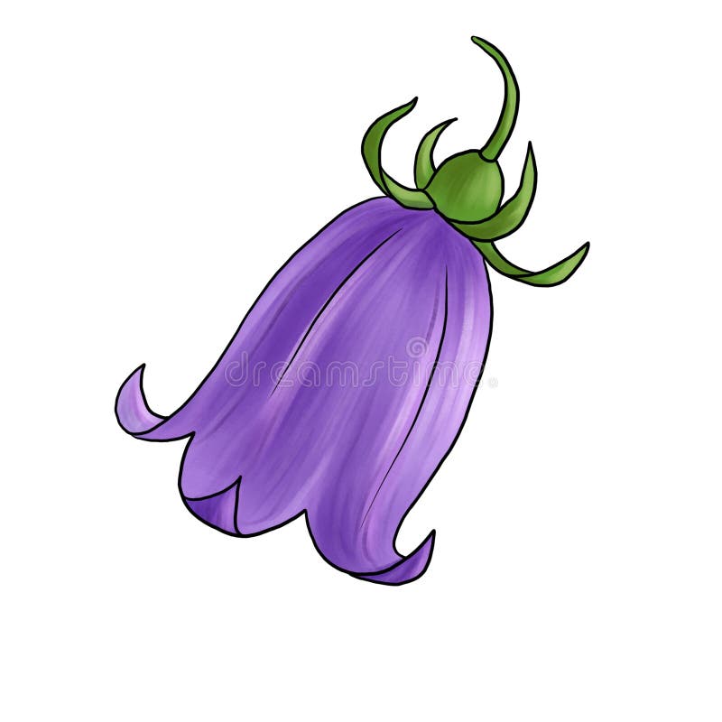 Drawing Bellflower Stock Illustrations – 1,187 Drawing Bellflower Stock ...
