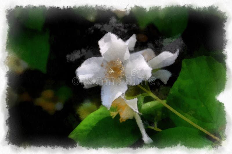 Drawing of a Flower Close-up. Stock Photo - Image of background, leaf ...