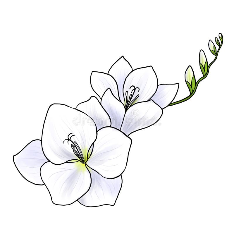 Flower Freesia Kind of Iris Vector Illustration Stock Vector ...
