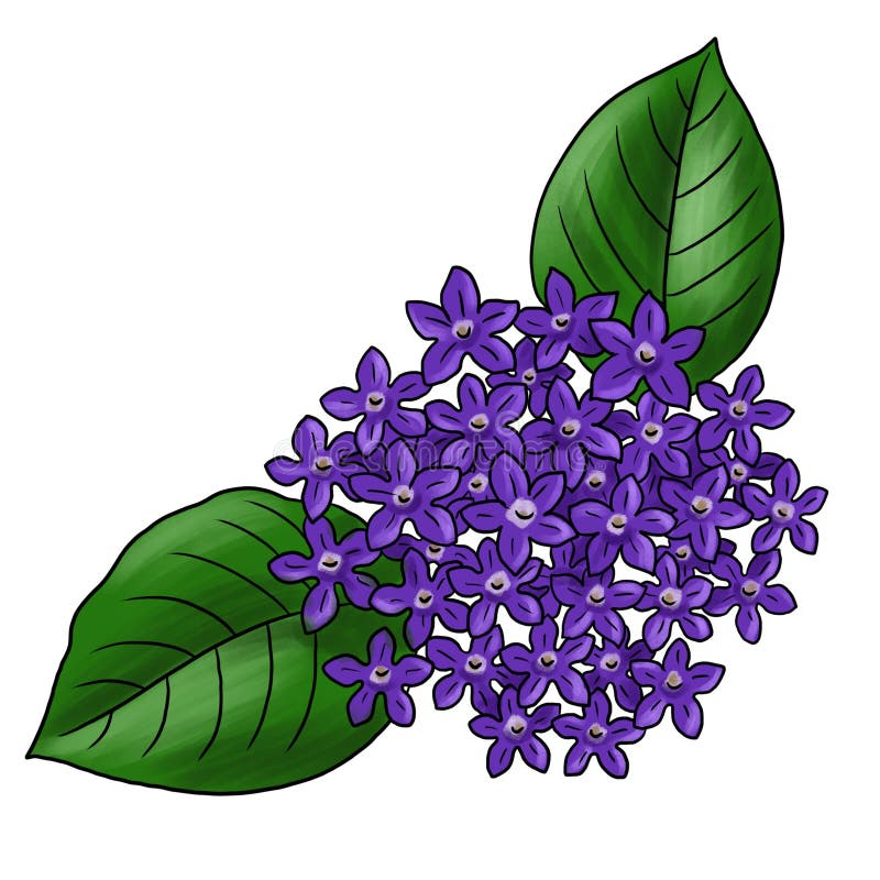 Heliotrope Flower Drawing Stock Illustrations – 35 Heliotrope Flower ...