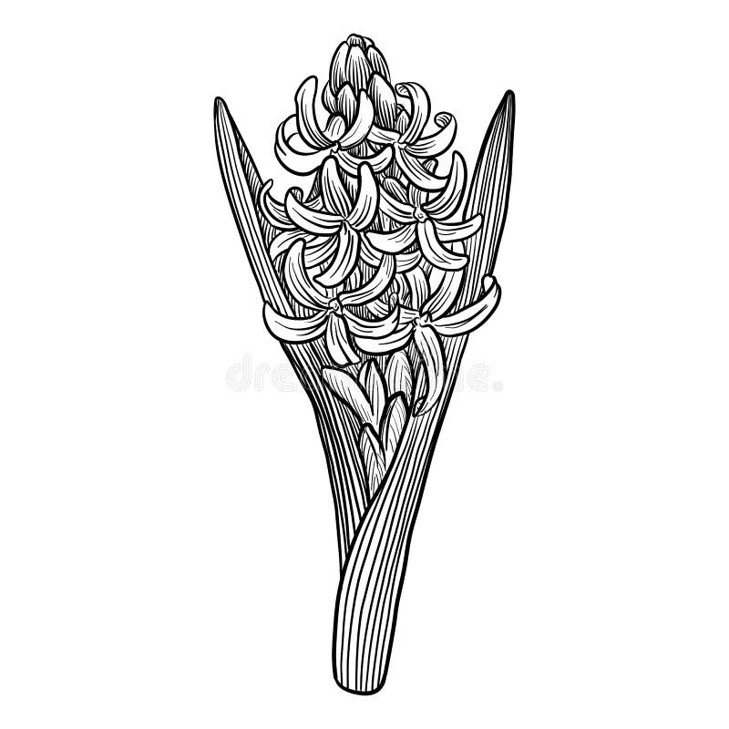 Hyacinth Outline Stock Illustrations – 373 Hyacinth Outline Stock ...