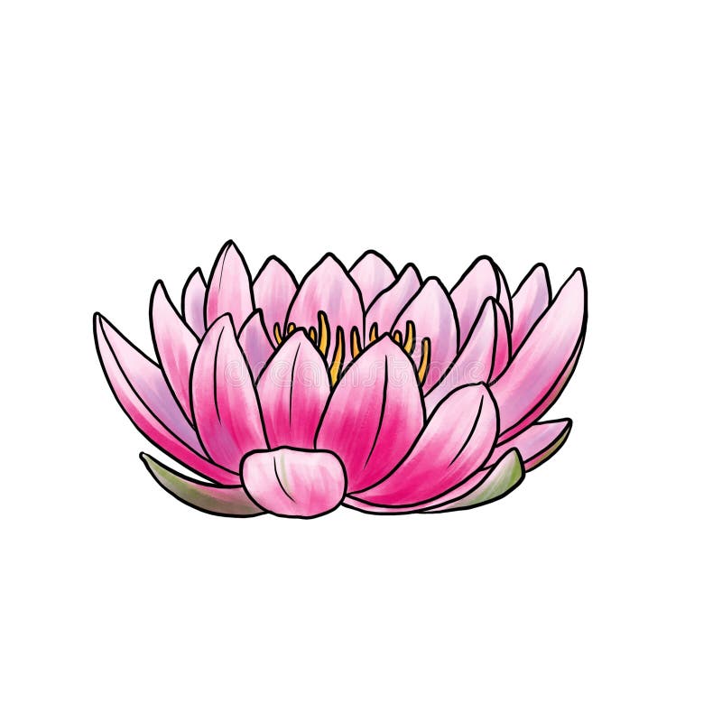 Drawing of Nymphaea Plant Flower and Leaves on Water Stock Illustration ...